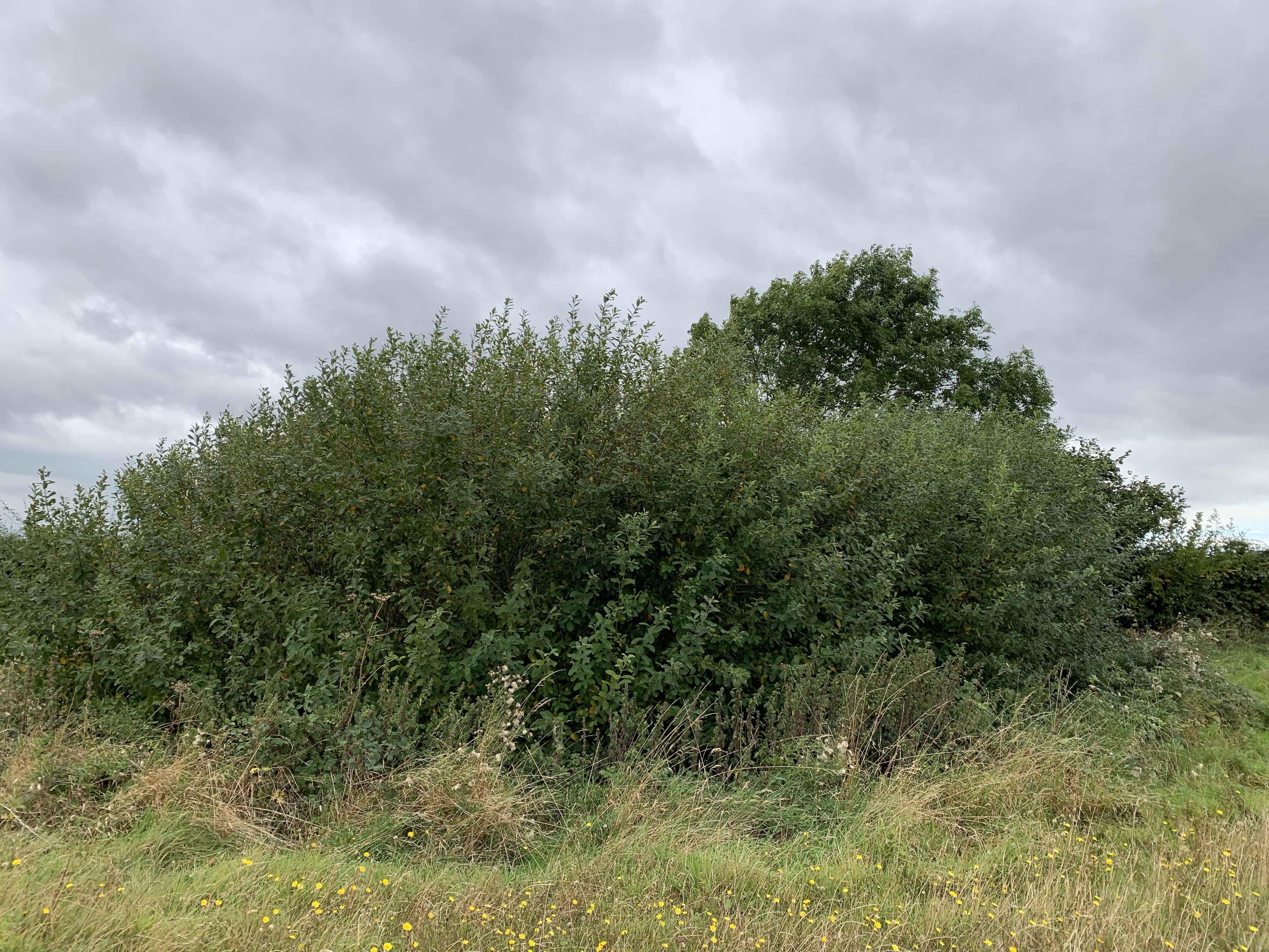 Spindly Willow Pond – Restoring, resurrecting and conserving Norfolk's ponds.