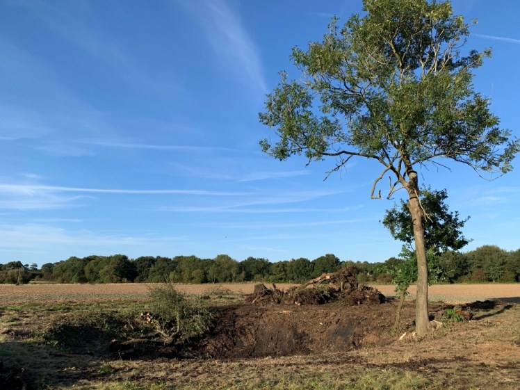 Big Stumpy (Seth’s Pond) – Restoring, resurrecting and conserving ...