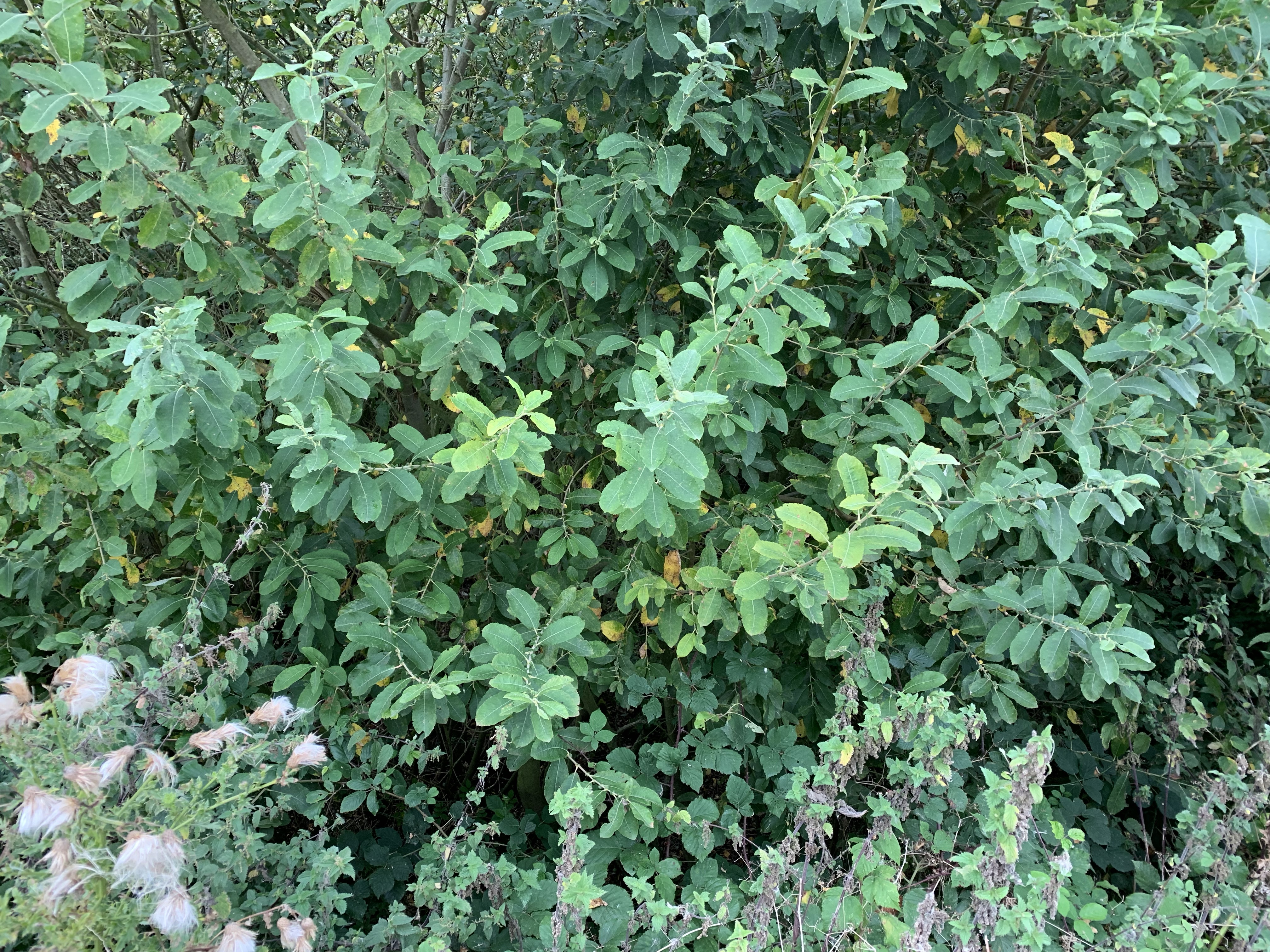 Spindly Willow Pond – Restoring, resurrecting and conserving Norfolk's ponds.