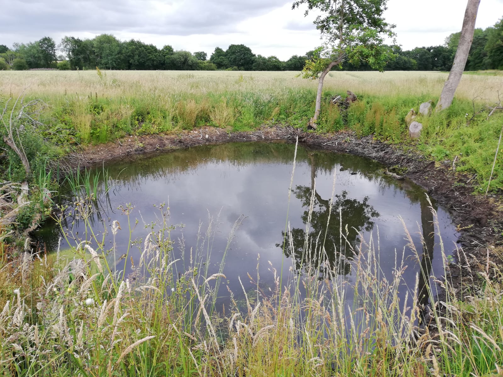 Big Stumpy (Seth’s Pond) – Restoring, resurrecting and conserving ...